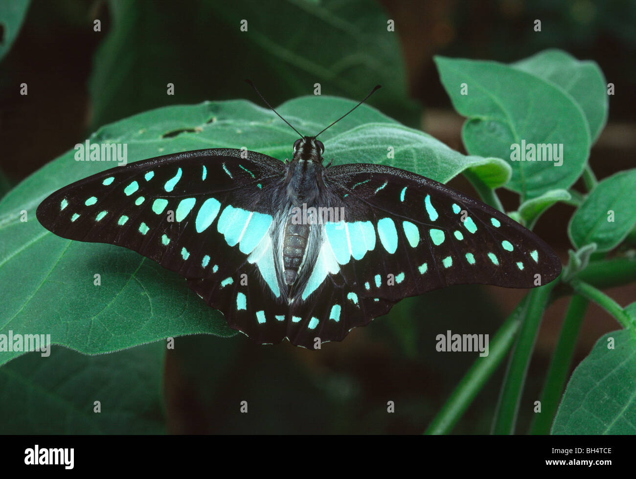 Sarpedon hi-res stock photography and images - Alamy