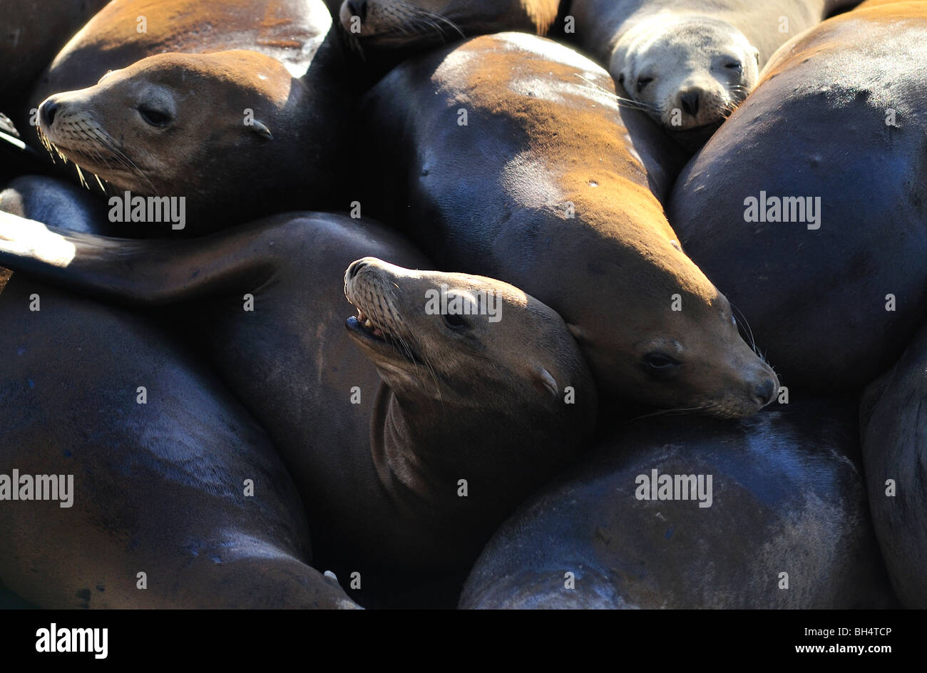Fishermans wharf animals hi-res stock photography and images - Alamy