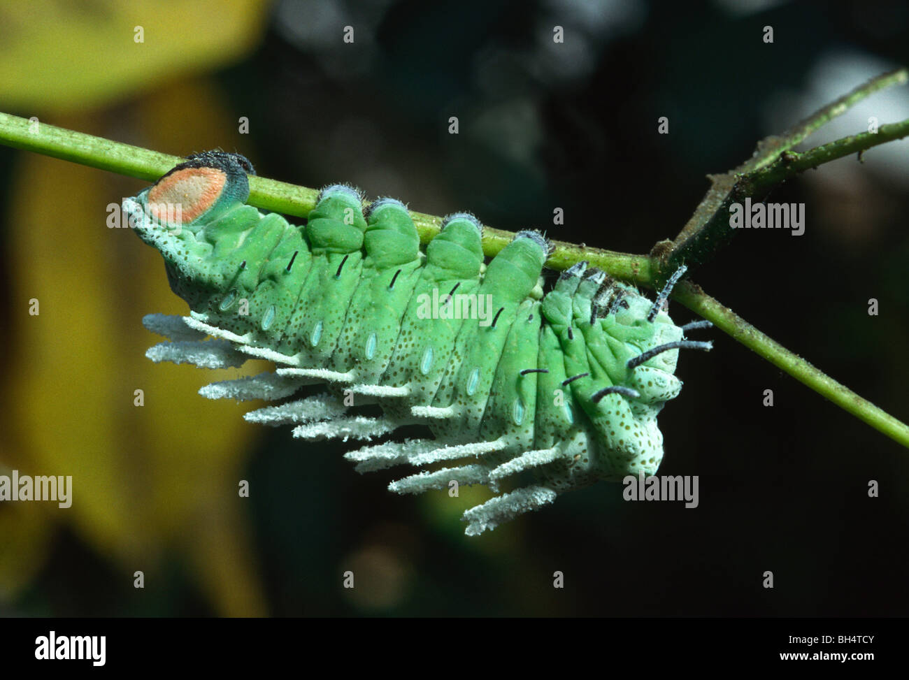 Atlas moth attacus atlas caterpillar hi-res stock photography and ...