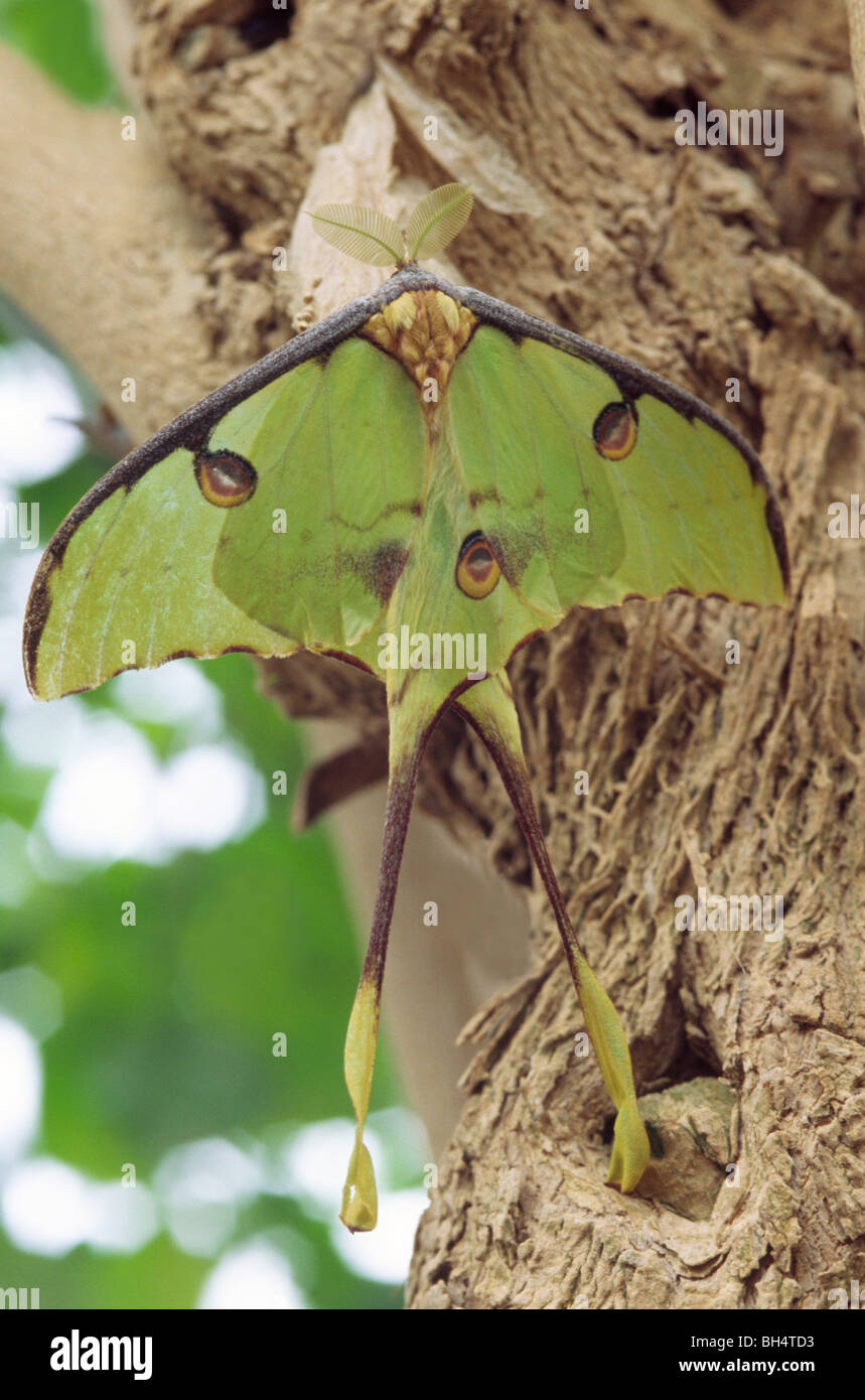 Close-up of an Indian moon moth (Actias selene) hanging from the ...