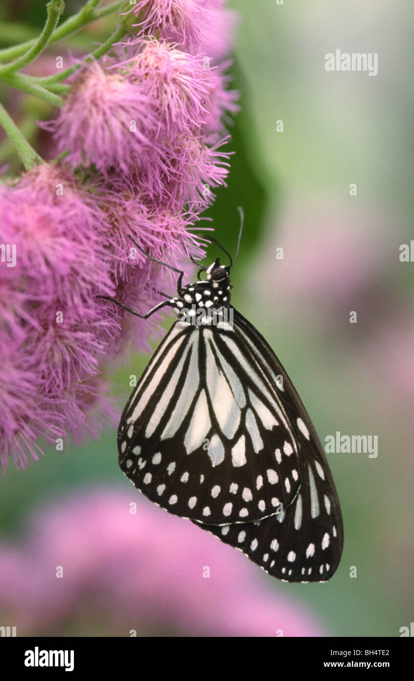 Folded up wings hi-res stock photography and images - Alamy