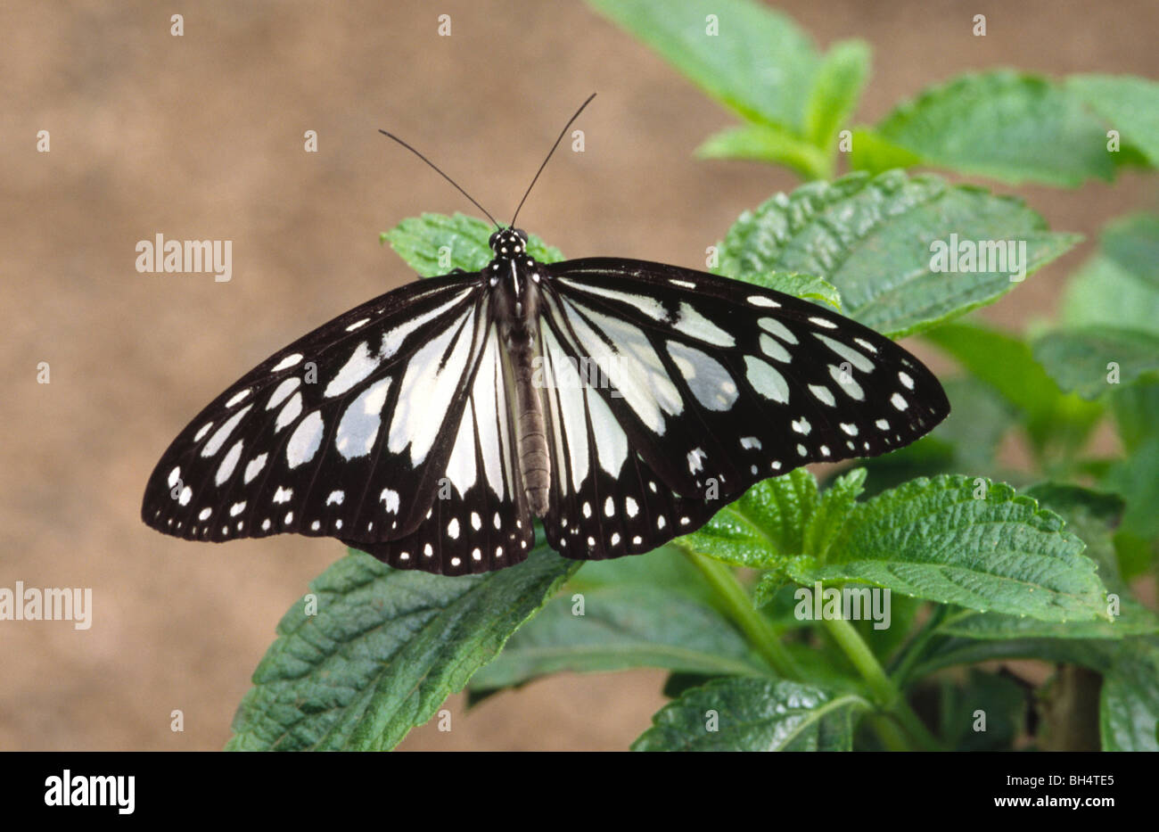 London butterfly house hi-res stock photography and images - Alamy