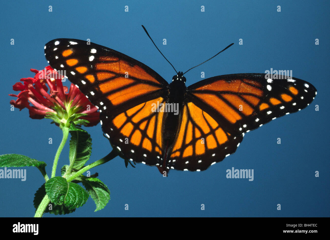 viceroy butterfly (Basilarchia archippus) wings open feeding Stock ...