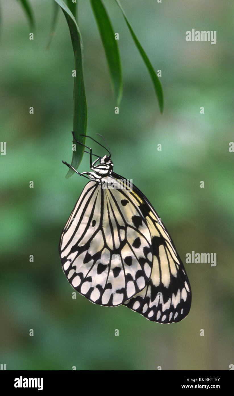 White tree nymph hi-res stock photography and images - Alamy