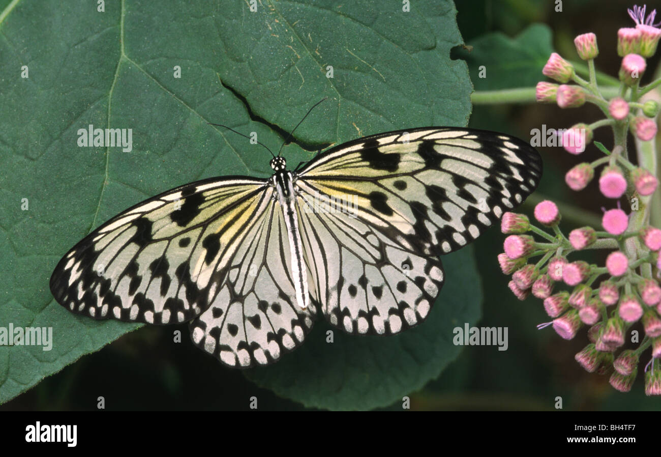 Close-up of a white tree nymph butterfly (Idea leuconoe) resting with ...