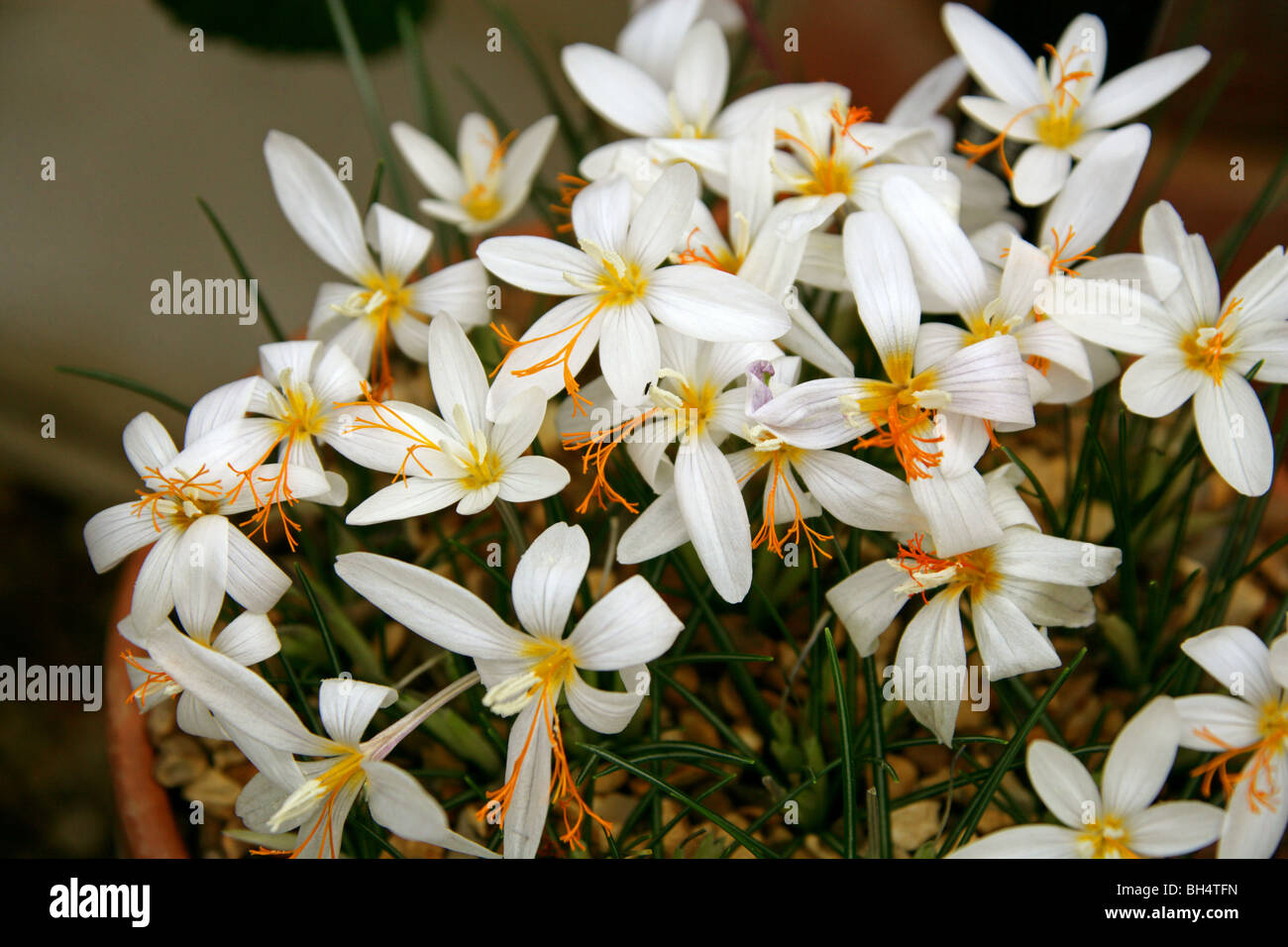 Crocus laevigatus, Iridaceae, Greece, Crete, Europe Stock Photo - Alamy