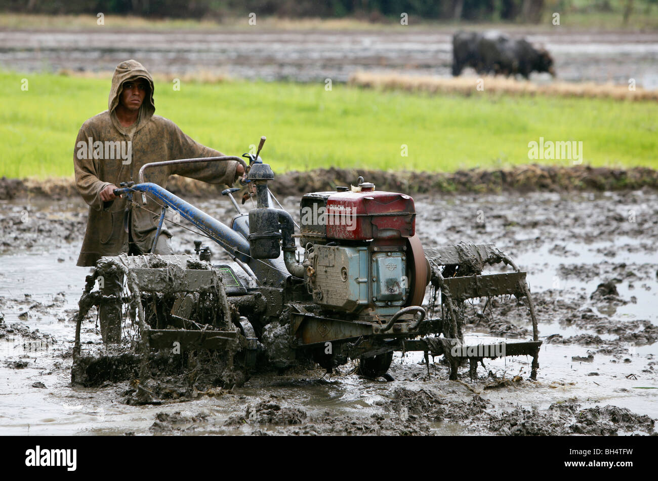 A man uses a mud churning machine to prepare a rice paddy for planting ...