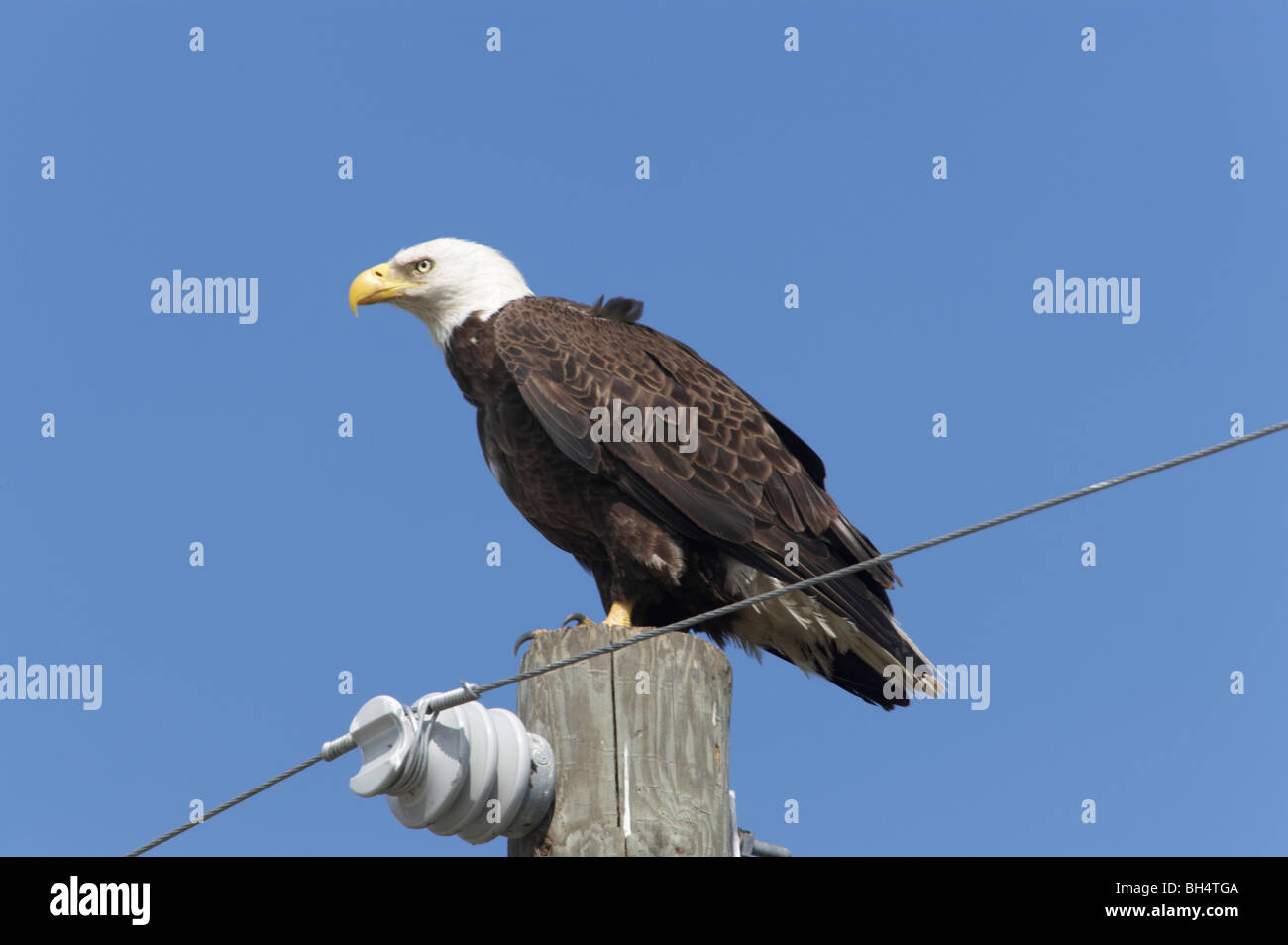 Bald eagle (Haliaeetus leucocephalus) on power line pole along a dirt ...