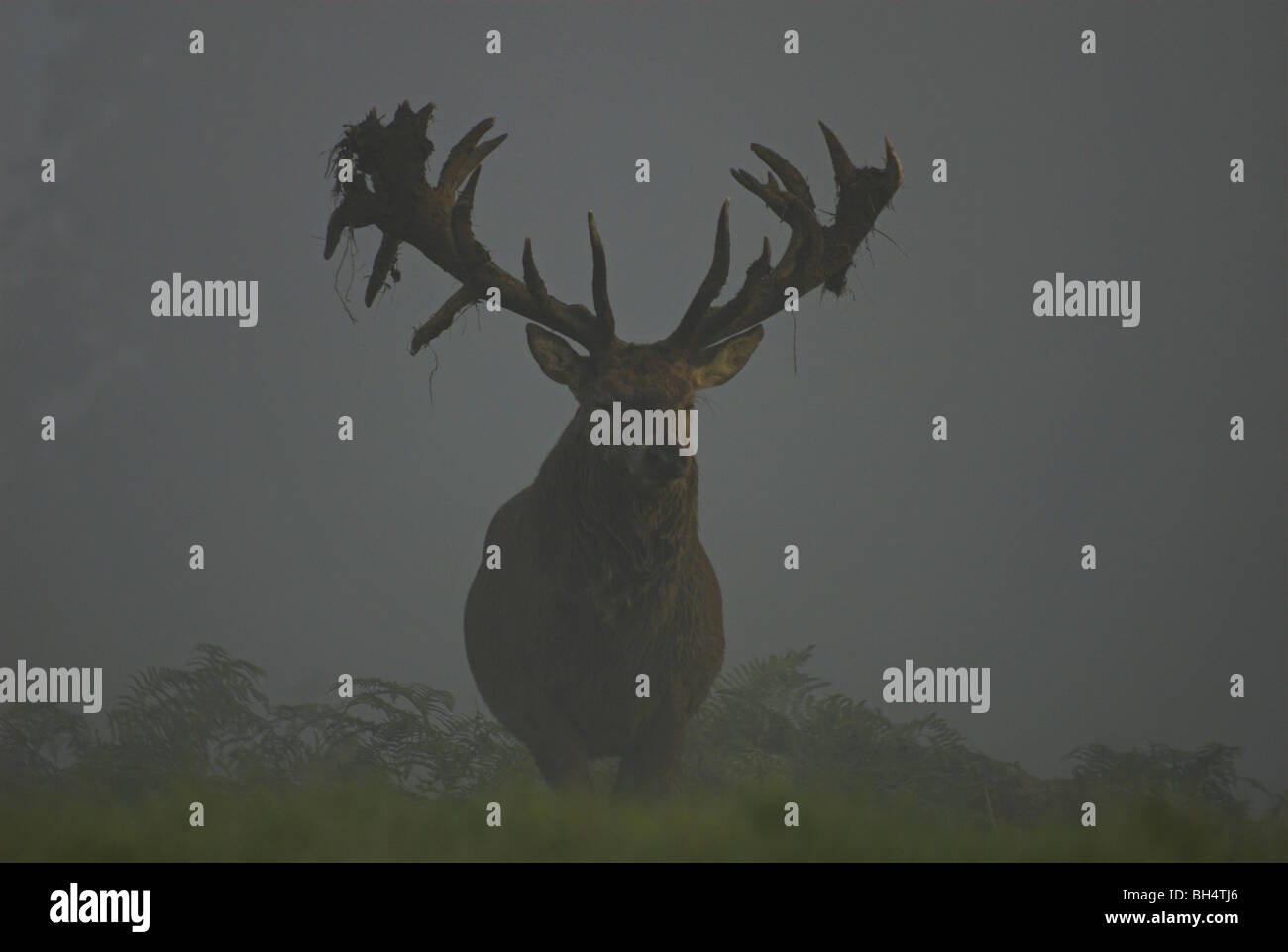 Autumn deer fog hi-res stock photography and images - Alamy