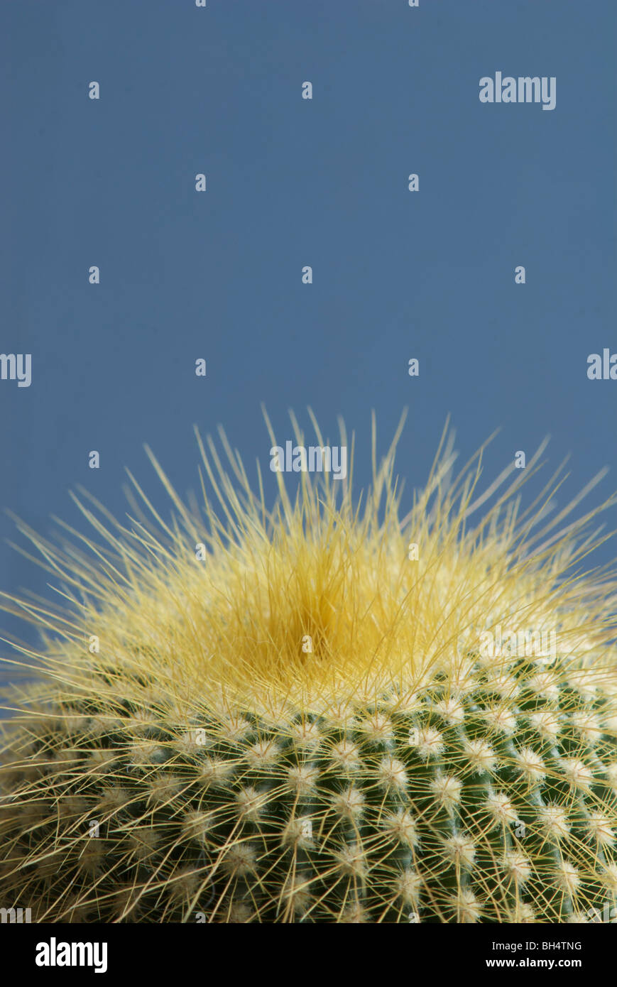 Cactaceae Cactaceae Stock Photos & Cactaceae Cactaceae Stock Images - Alamy