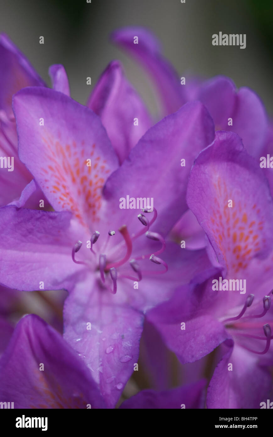 Ericaceae hi-res stock photography and images - Alamy