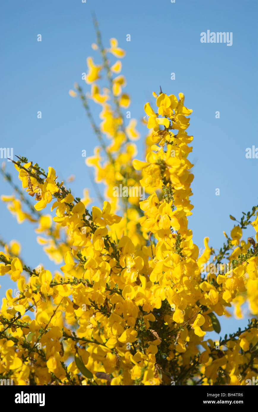 Common broom (Cytisus scoparius) with clear blue sky Stock Photo - Alamy