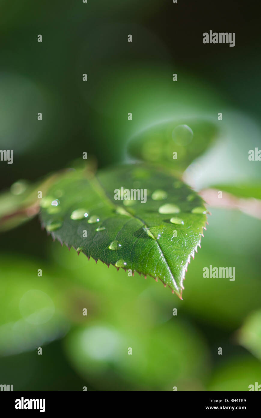 Rose (Rosa) leaf with water drops in spring Stock Photo - Alamy