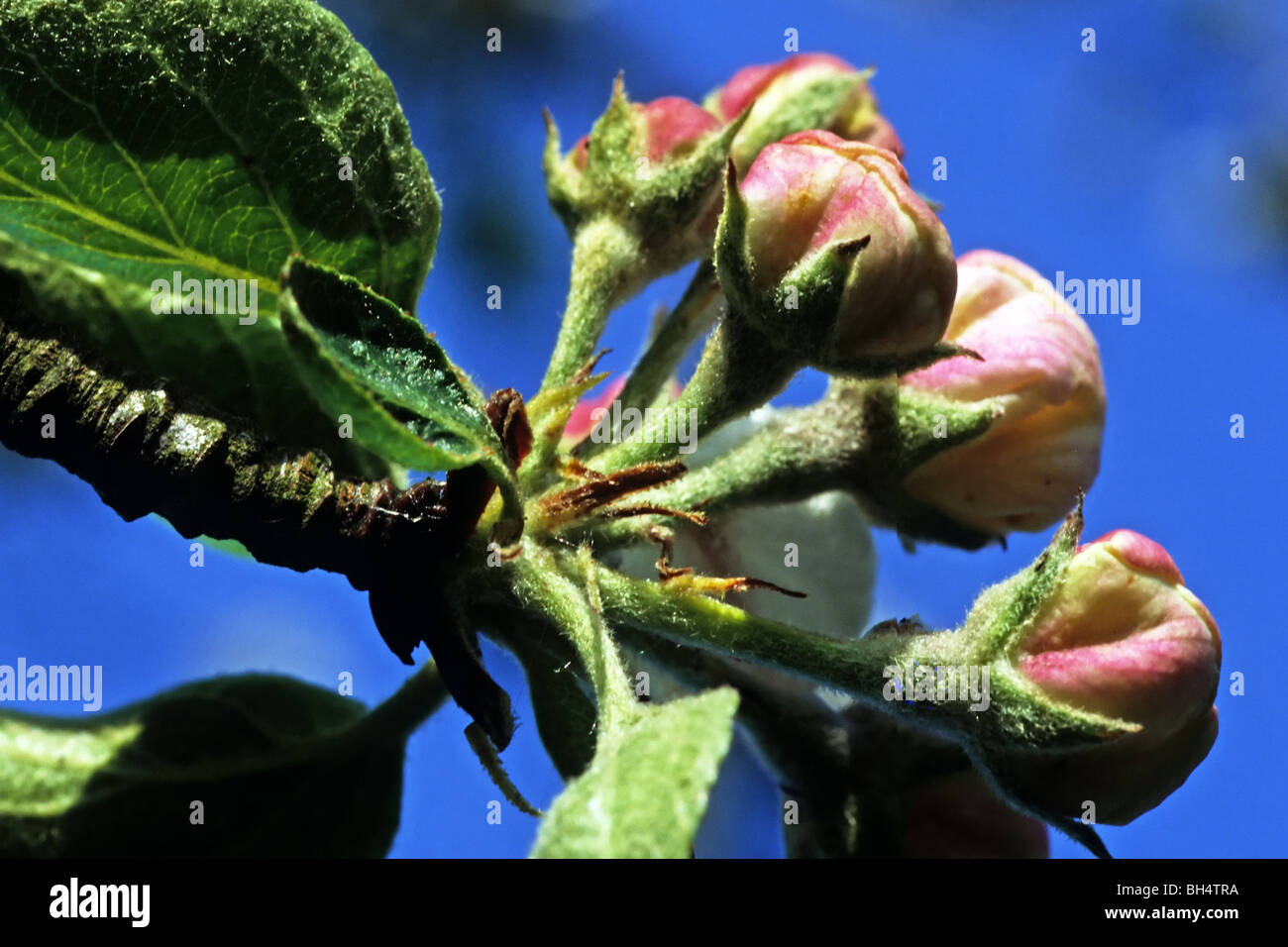 APPLE TREE FLOWER, ORNE (61), NORMANDY, FRANCE Stock Photo - Alamy