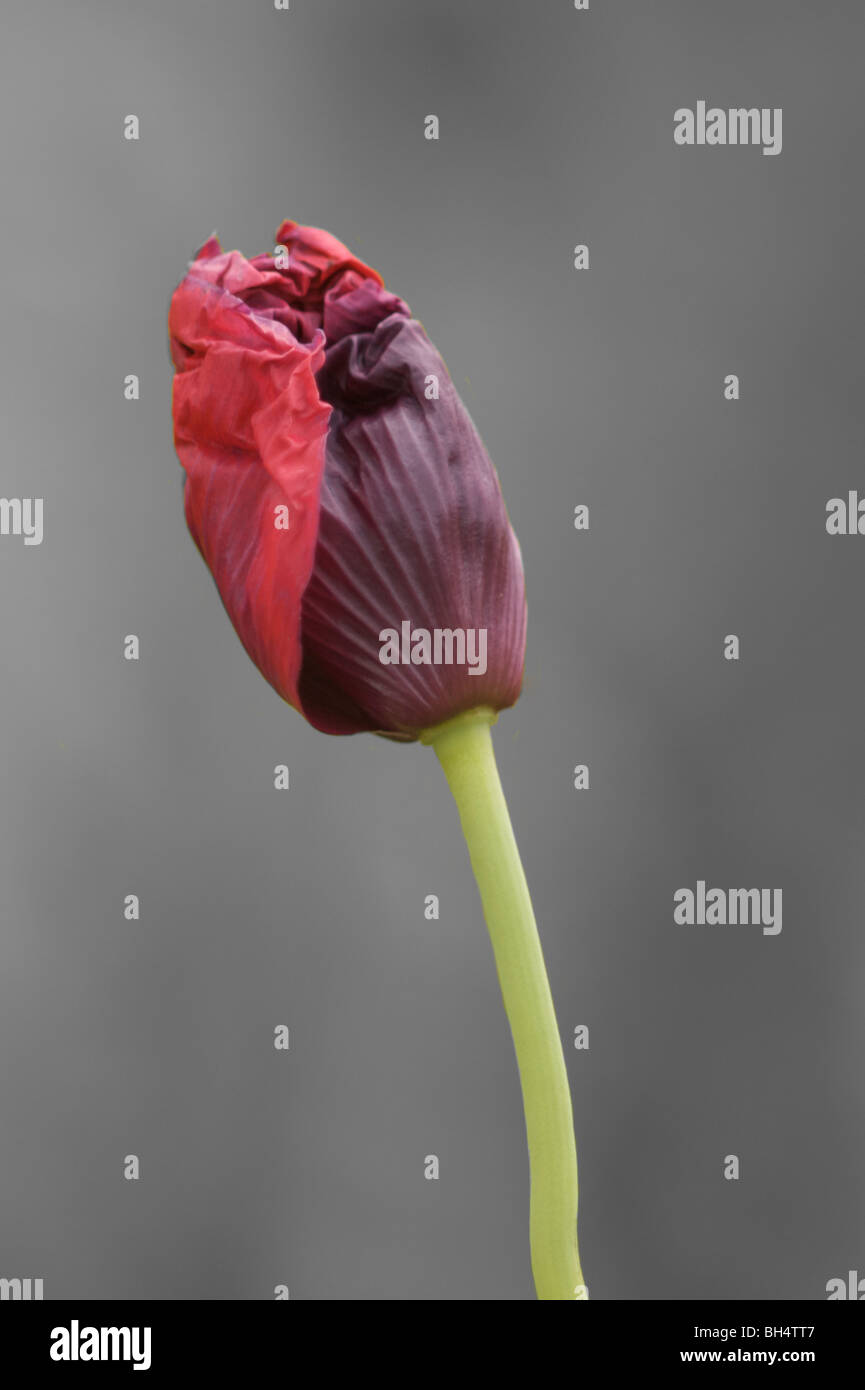 Opium poppy papaver somniferum hi-res stock photography and images - Alamy