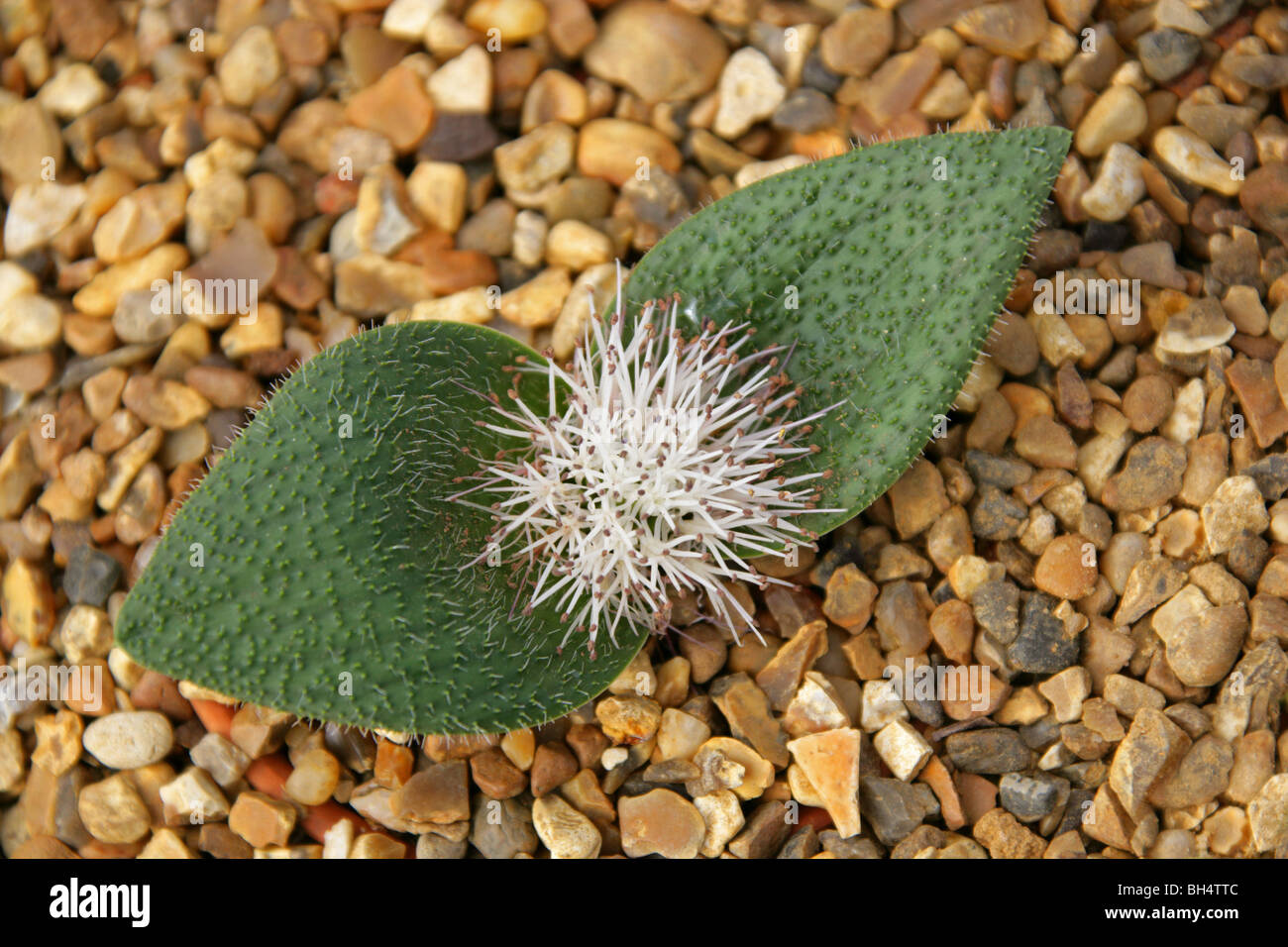 Cryptophyte hi-res stock photography and images - Alamy