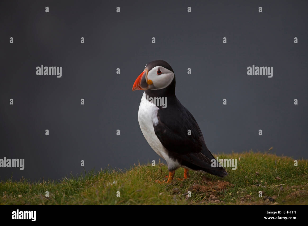 The side view of a single Atlantic Puffin on the the grass at the edge ...