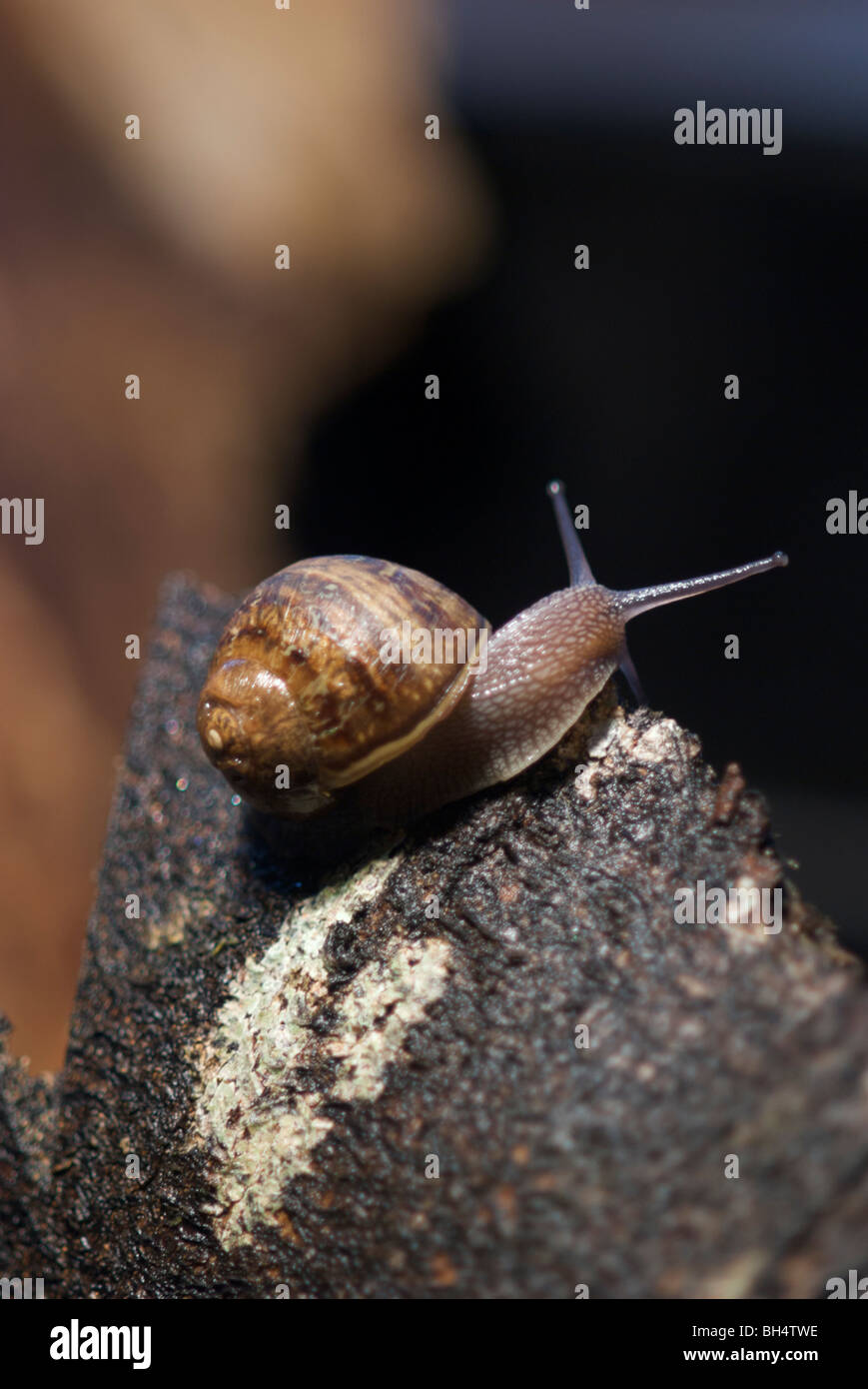 Common snail (Helix aspersa) with coiled shell on a piece of tree bark ...