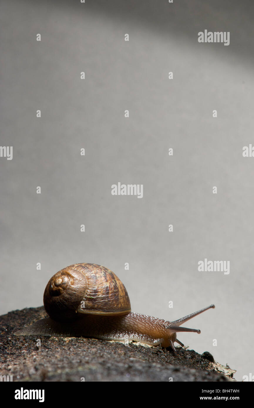 Common snail (Helix aspersa) with coiled shell on a piece of tree bark ...