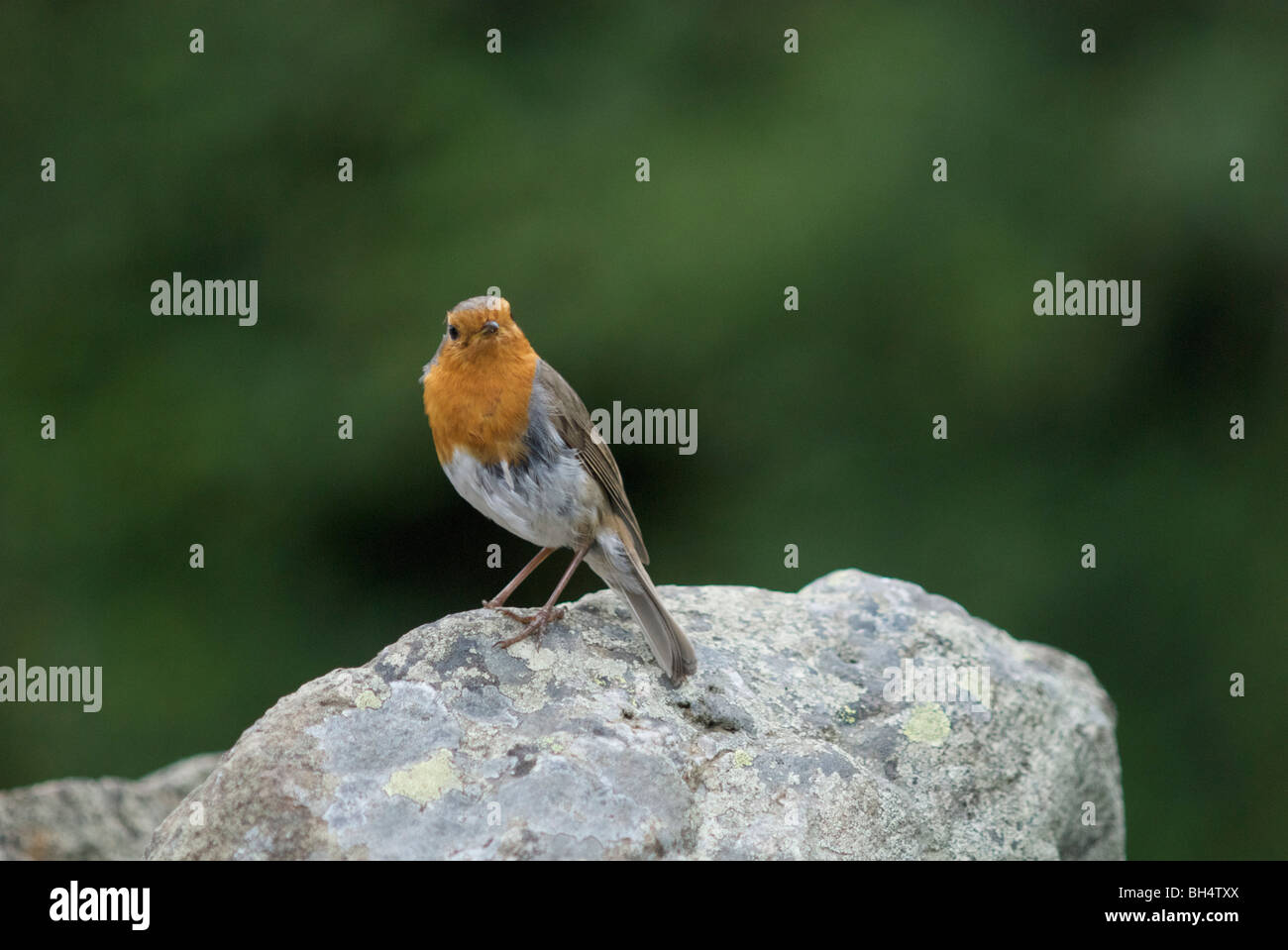 Robin stone hi-res stock photography and images - Alamy