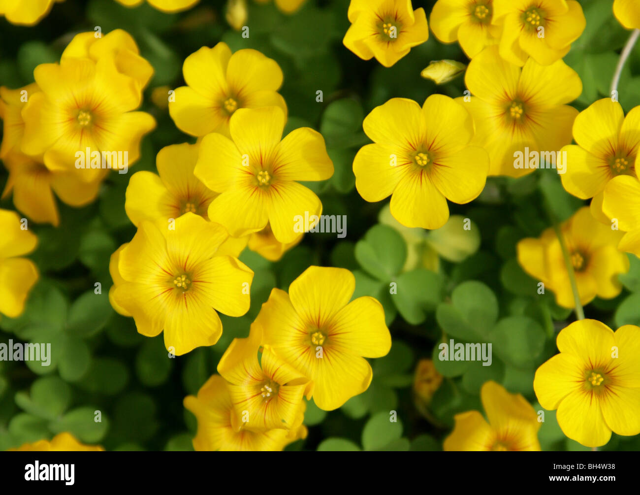 Oxalis lobata, Oxalidaceae, Chile, Mexico, USA, United States ...