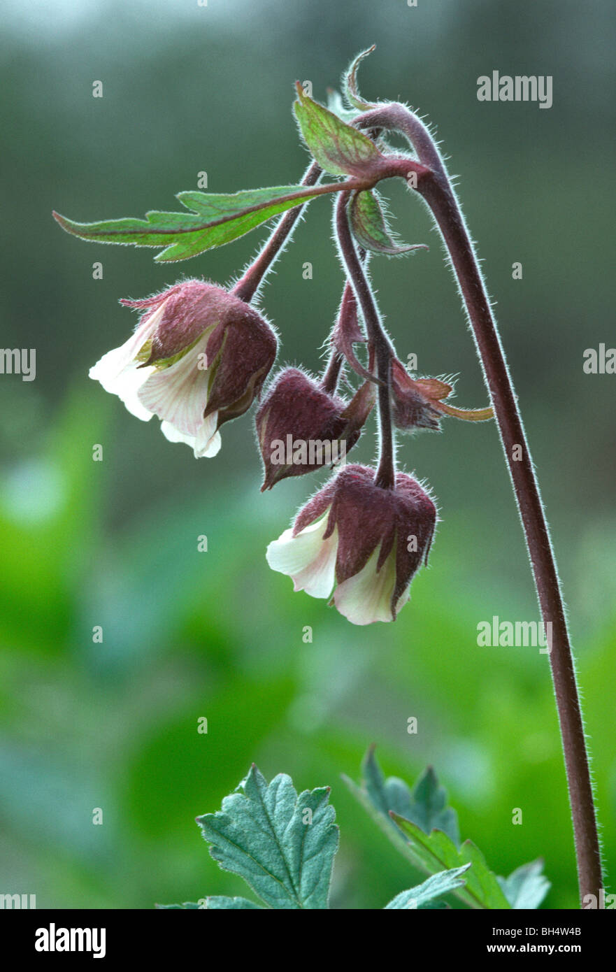 Close-up of the nodding flowers of water avens (Geum rivale) growing in ...