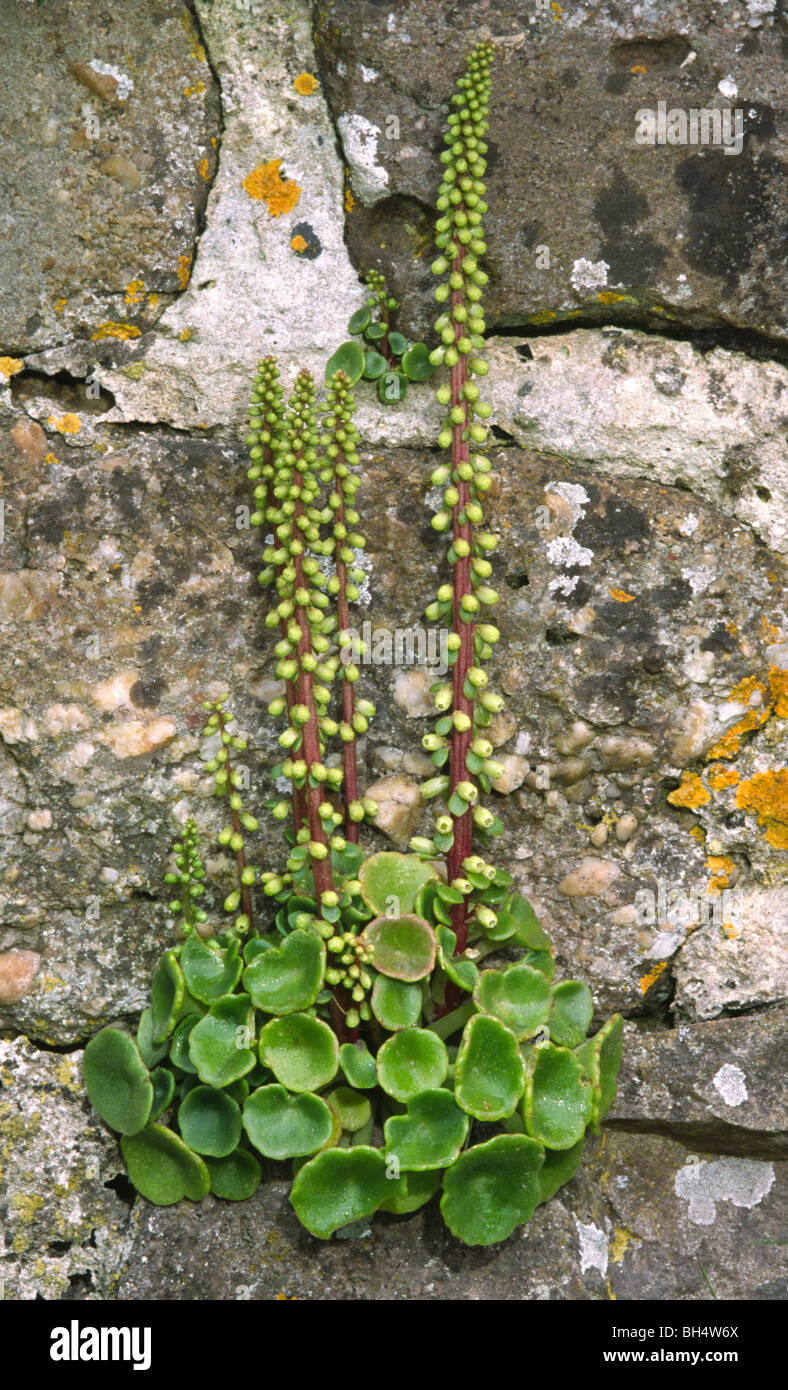 Flowers umbilicus rupestris hi-res stock photography and images - Alamy