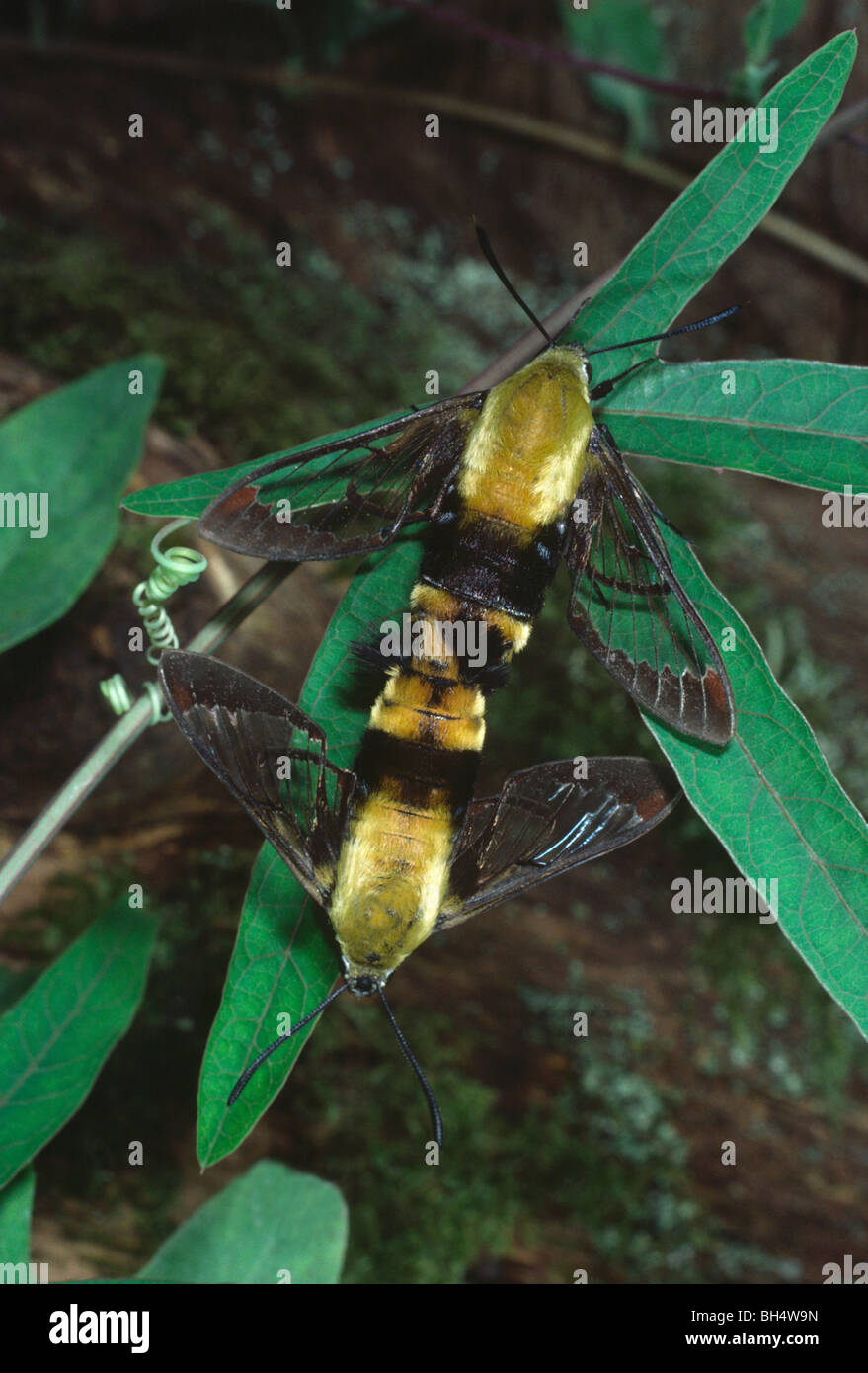 Hawkmoths hi-res stock photography and images - Alamy