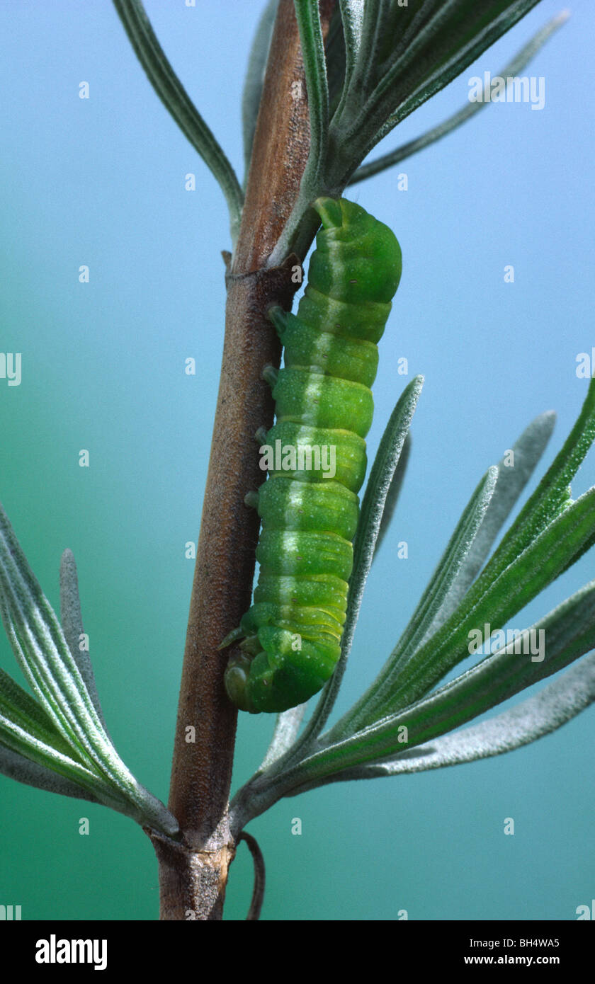 Close-up of the larva of the angle shades moth (Phlogophora meticulosa ...