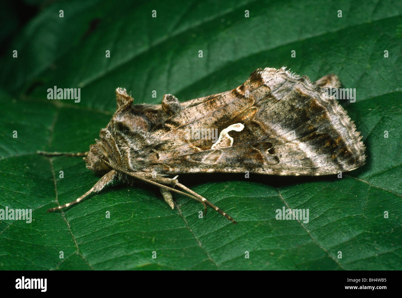Moth wings folded hi-res stock photography and images - Alamy