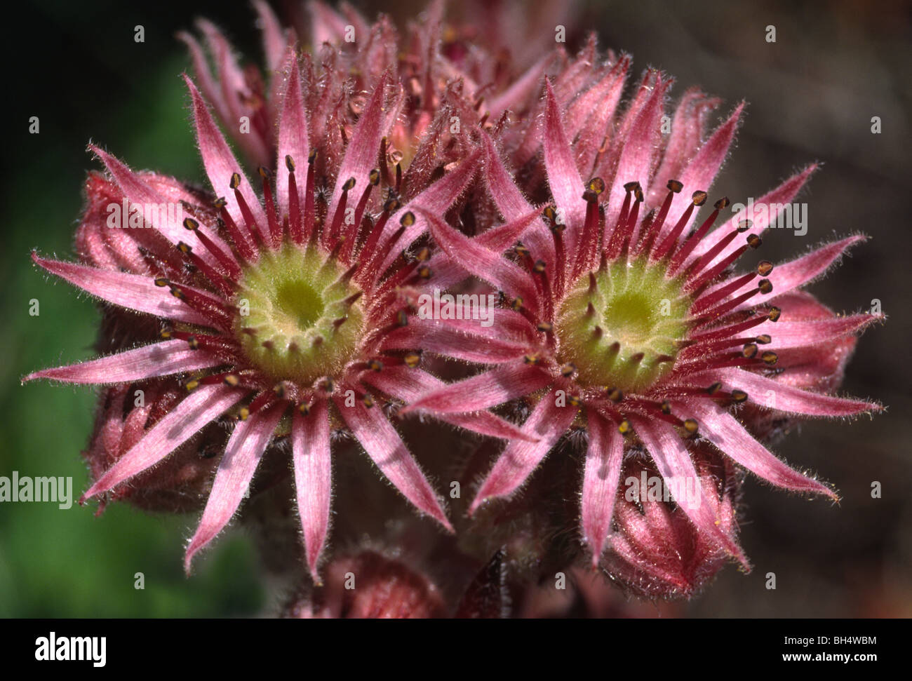 Close up of the flowers of Common Houseleek (Sempervivum tectorum ...