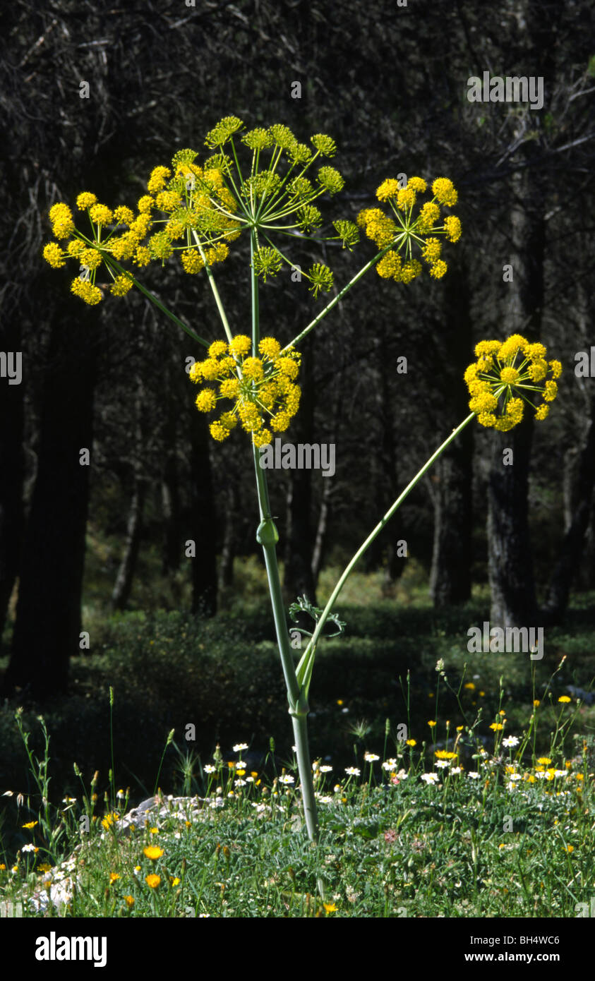 Thapsia villosa, a member of the Umbelliferae family, growing at a ...