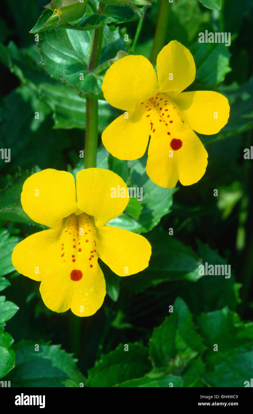 Yellow monkeyflower mimulus guttatus hi-res stock photography and ...
