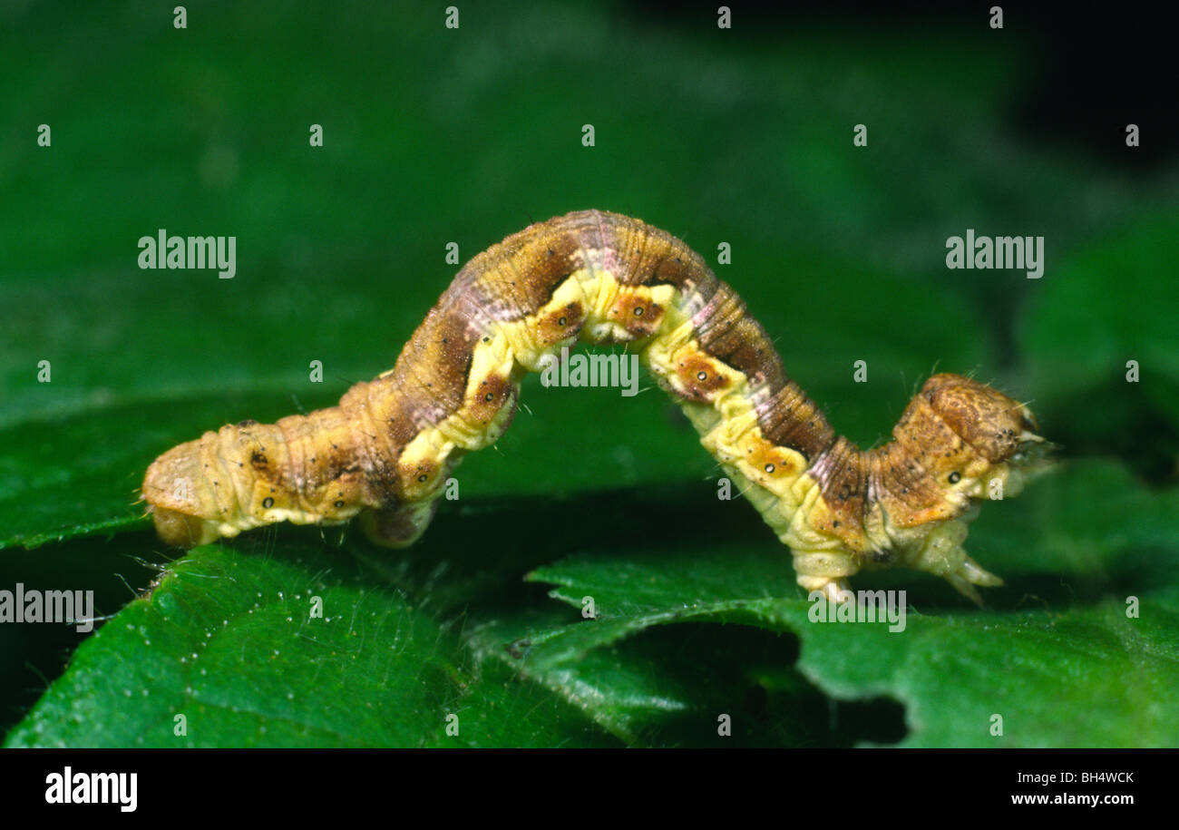 Close-up of a mottled umber moth larva (Erranis defoliaria). A fully ...