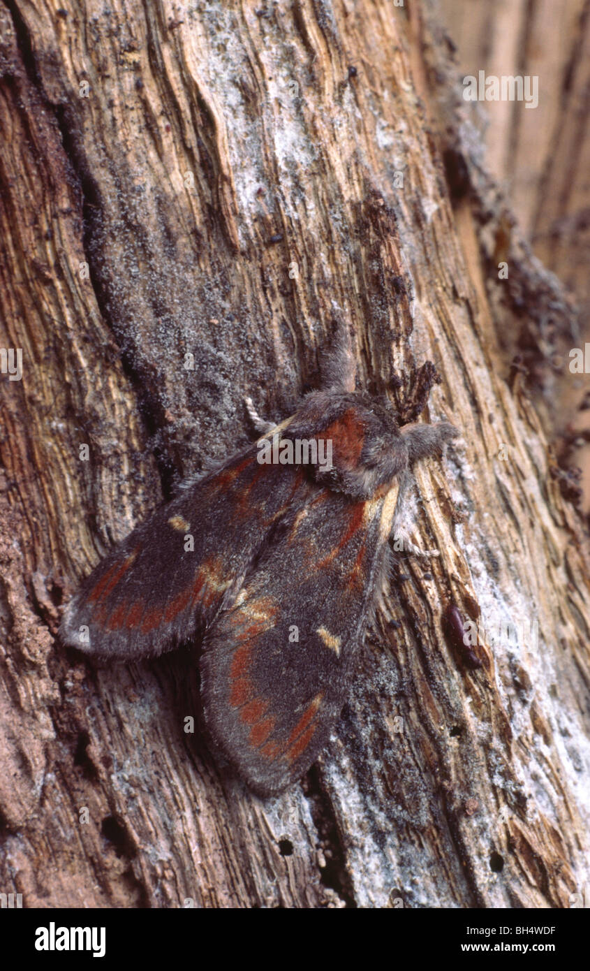 Prominent moth hi-res stock photography and images - Alamy