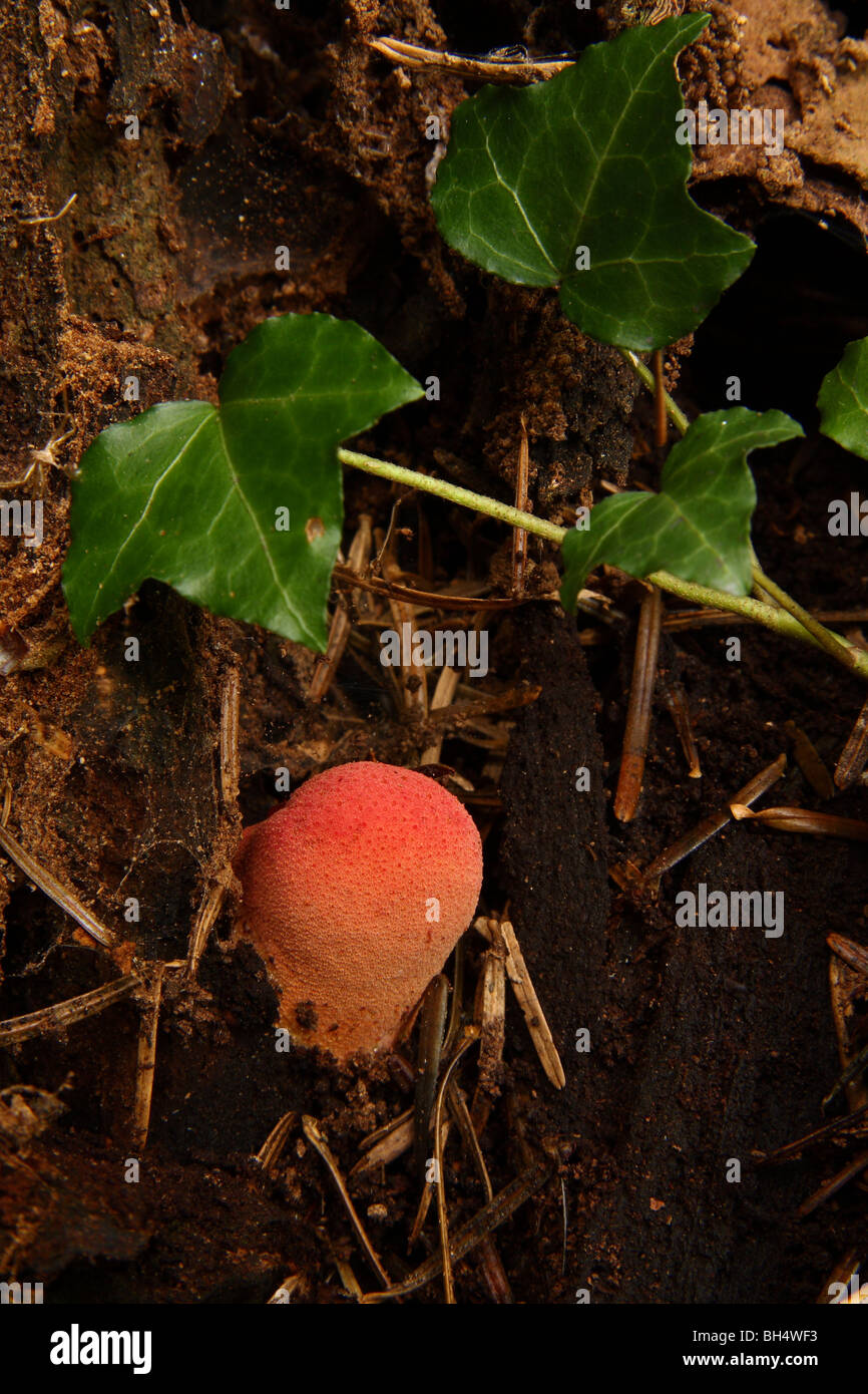 A strange pink blushing fungus growing from an old rotting pine tree ...