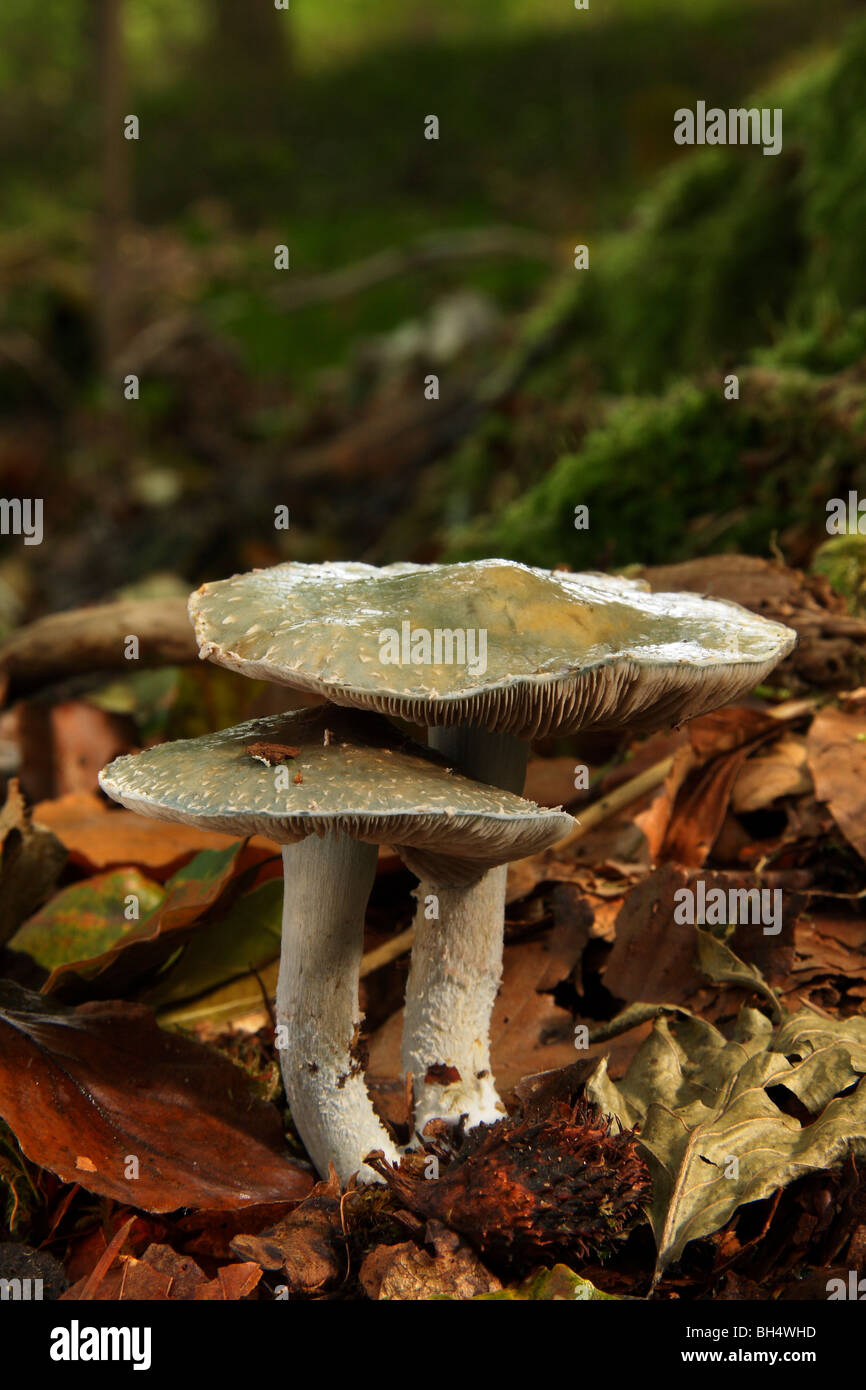 Aniseed toadstools hi-res stock photography and images - Alamy