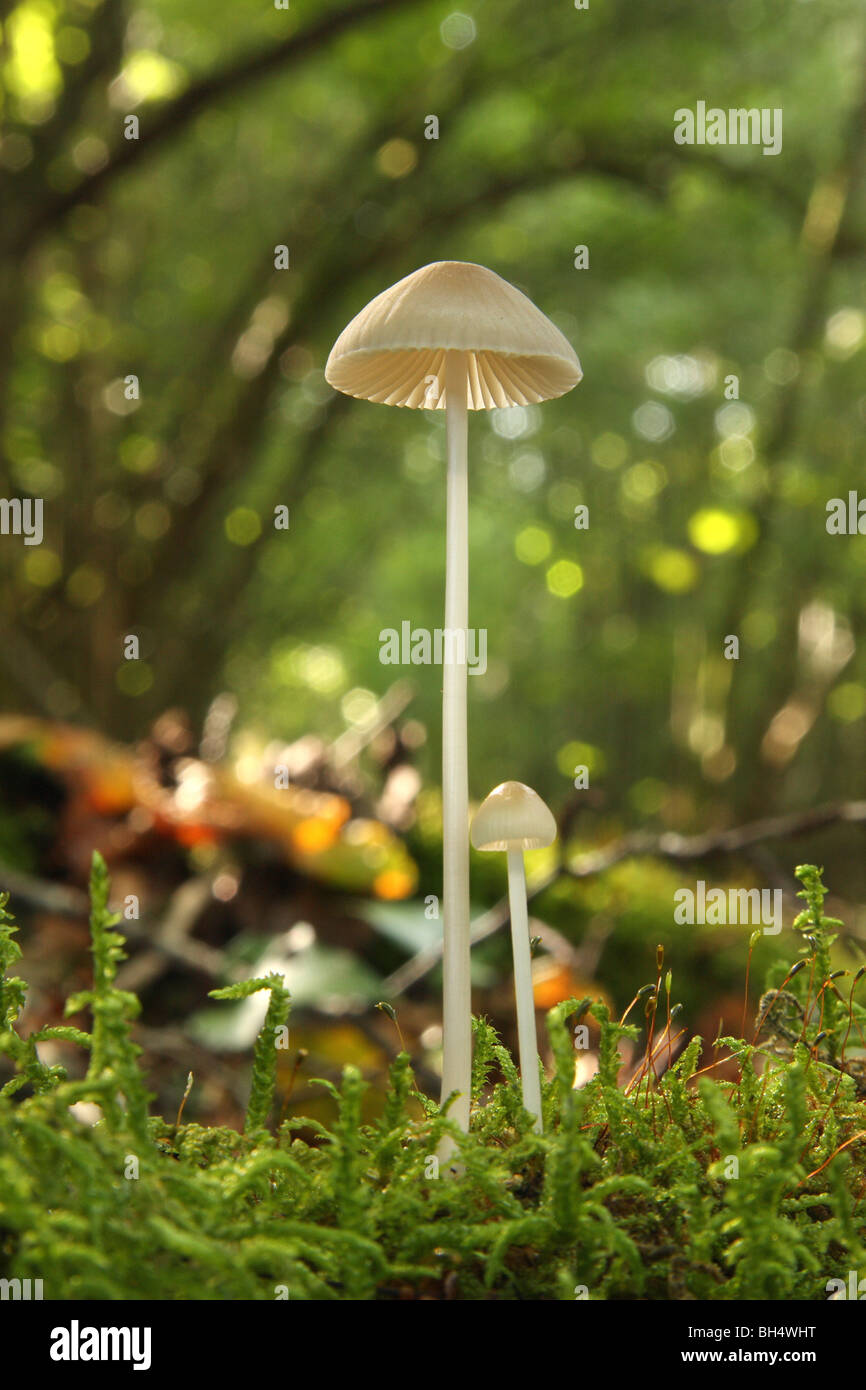 Varient hi-res stock photography and images - Alamy