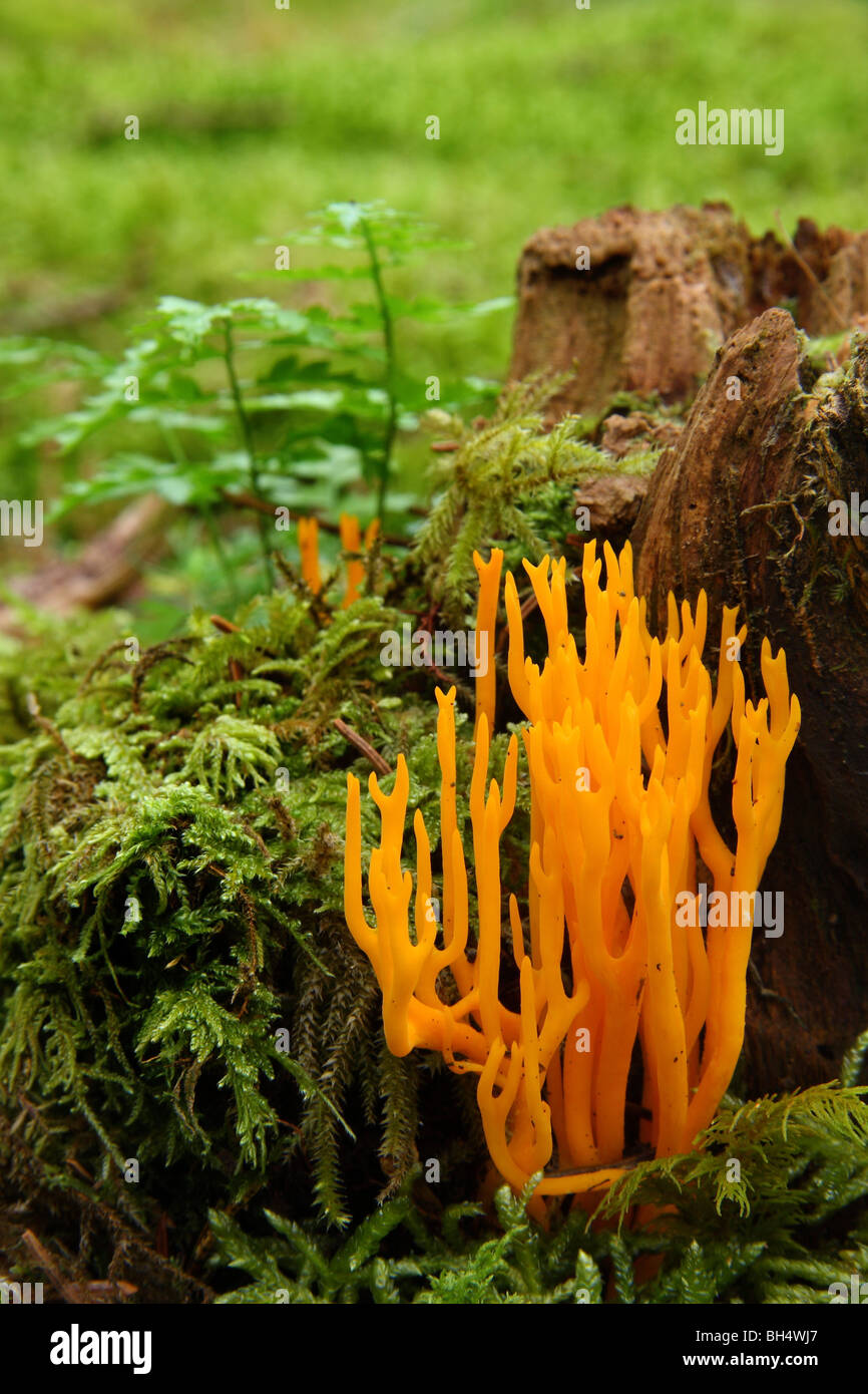 Stags horn fungi hi-res stock photography and images - Alamy