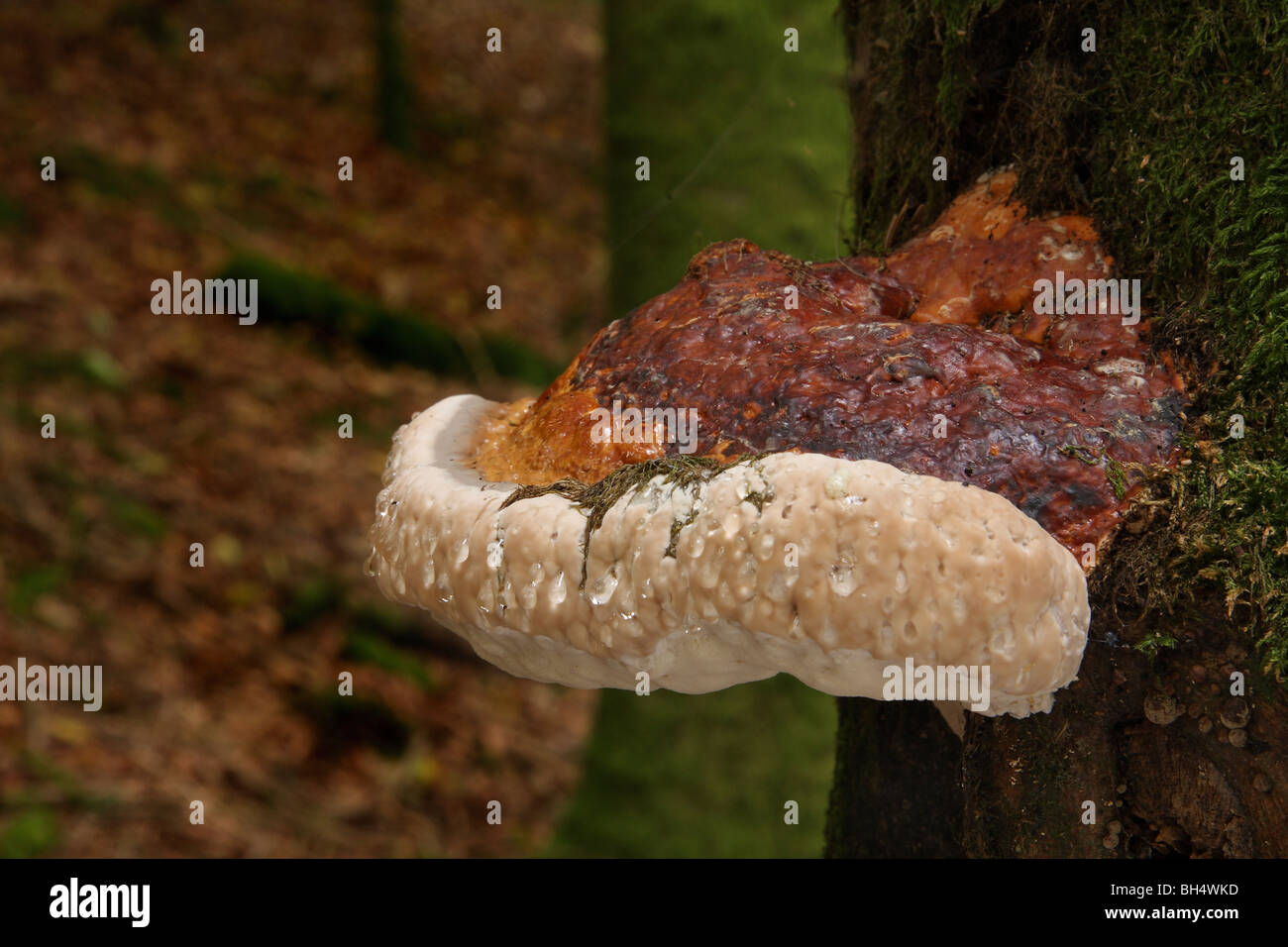 Woody bracket fungi hi-res stock photography and images - Alamy