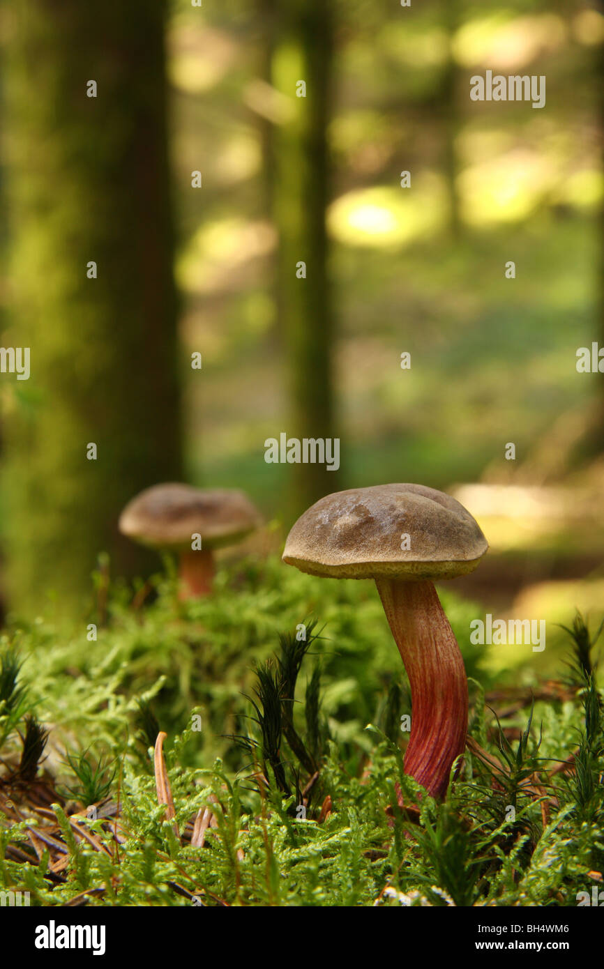 Young red-cracked boletus (Boletus chrysenteron) in mixed woodland ...