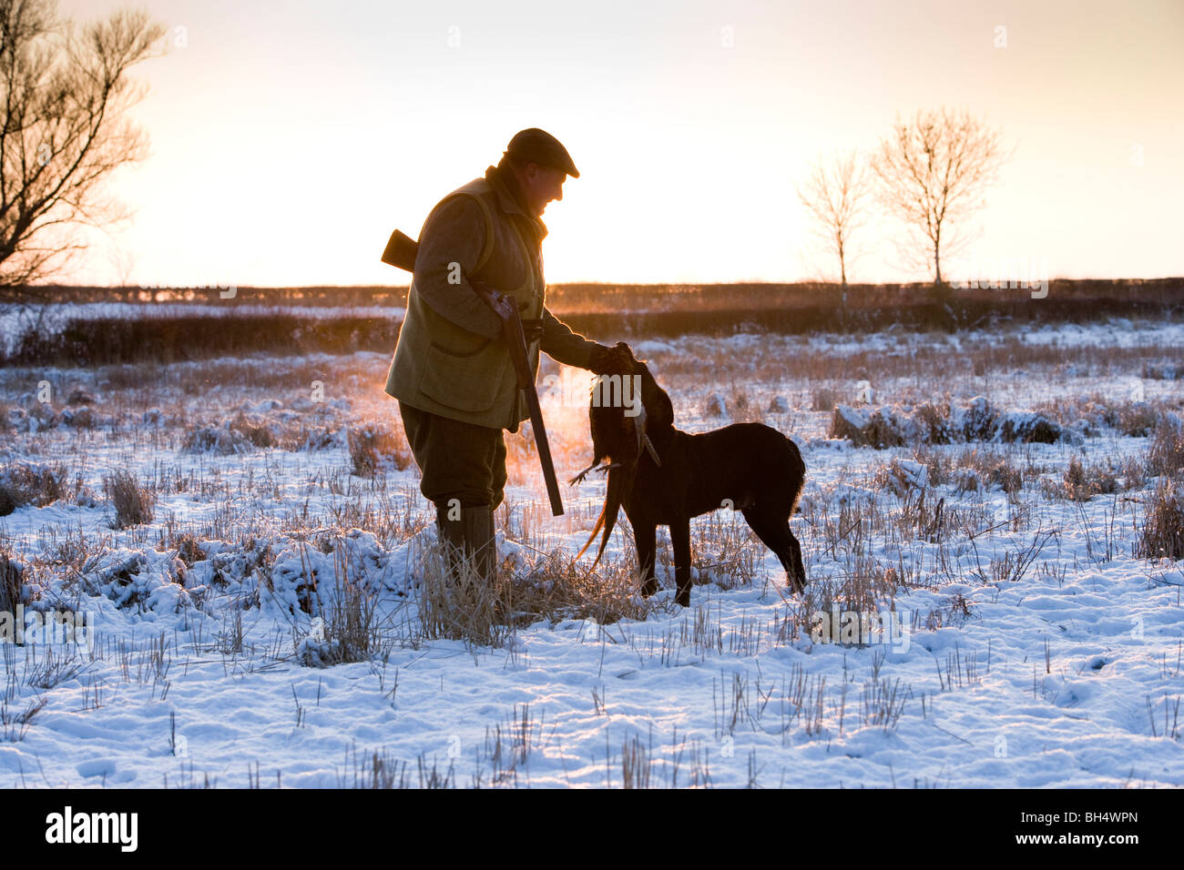 Silhouette of gun dog retrieving pheasant during shoot. Little Dalby ...