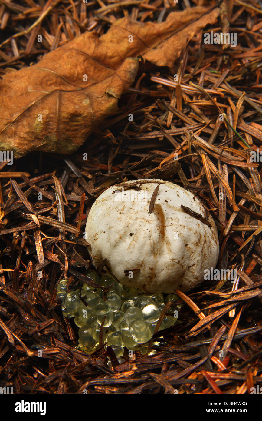 Slug eggs beside a puffball fungus on the needle covered floor of a ...