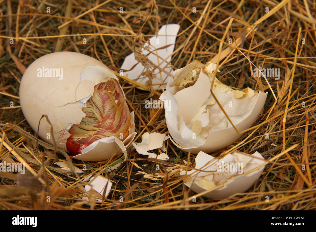 Chicken egg just beginning to hatch on a nest of straw Stock Photo - Alamy