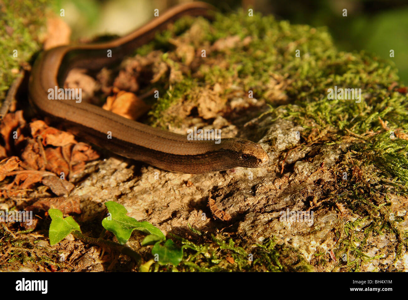 Slow worm hi-res stock photography and images - Alamy
