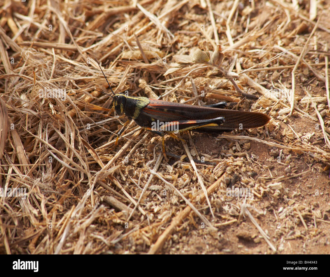 Schistocerca melanocera hi-res stock photography and images - Alamy