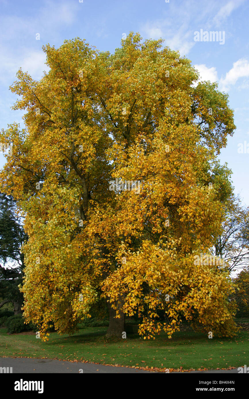 Tulip Tree In Autumn Colour Liriodendron Tulipifera Magnoliaceae North East Usa North