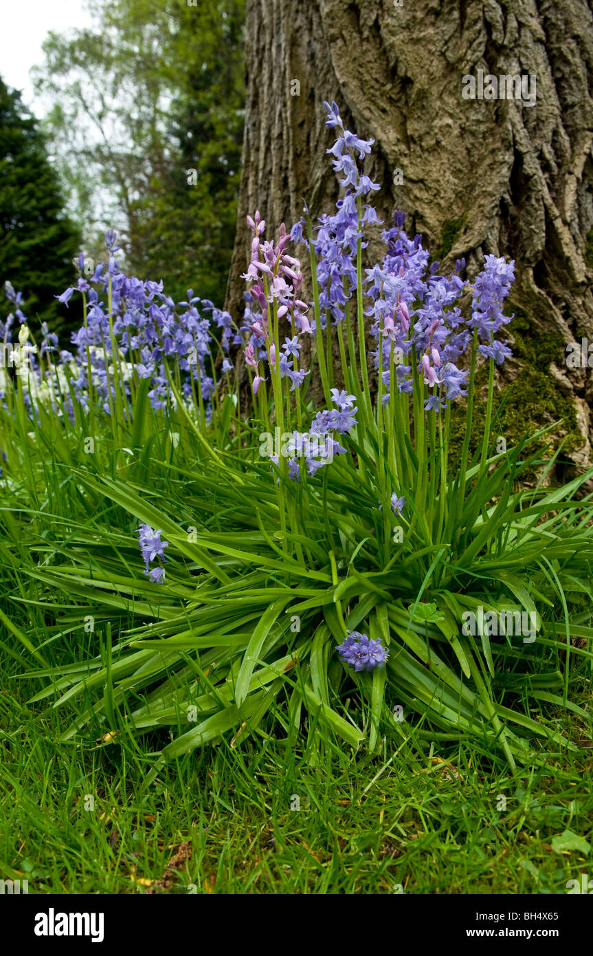 Bluebells by tree Stock Photo - Alamy