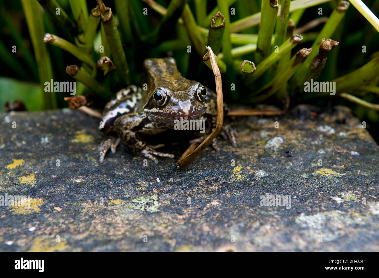Common frog on pond edge in Thetford Stock Photo - Alamy