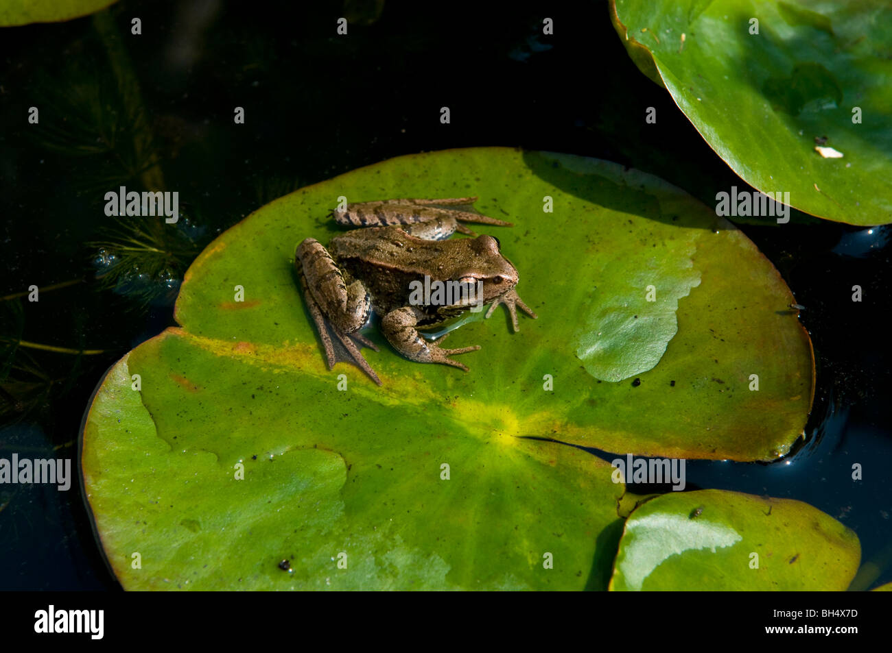 Lily pad frog hi-res stock photography and images - Alamy